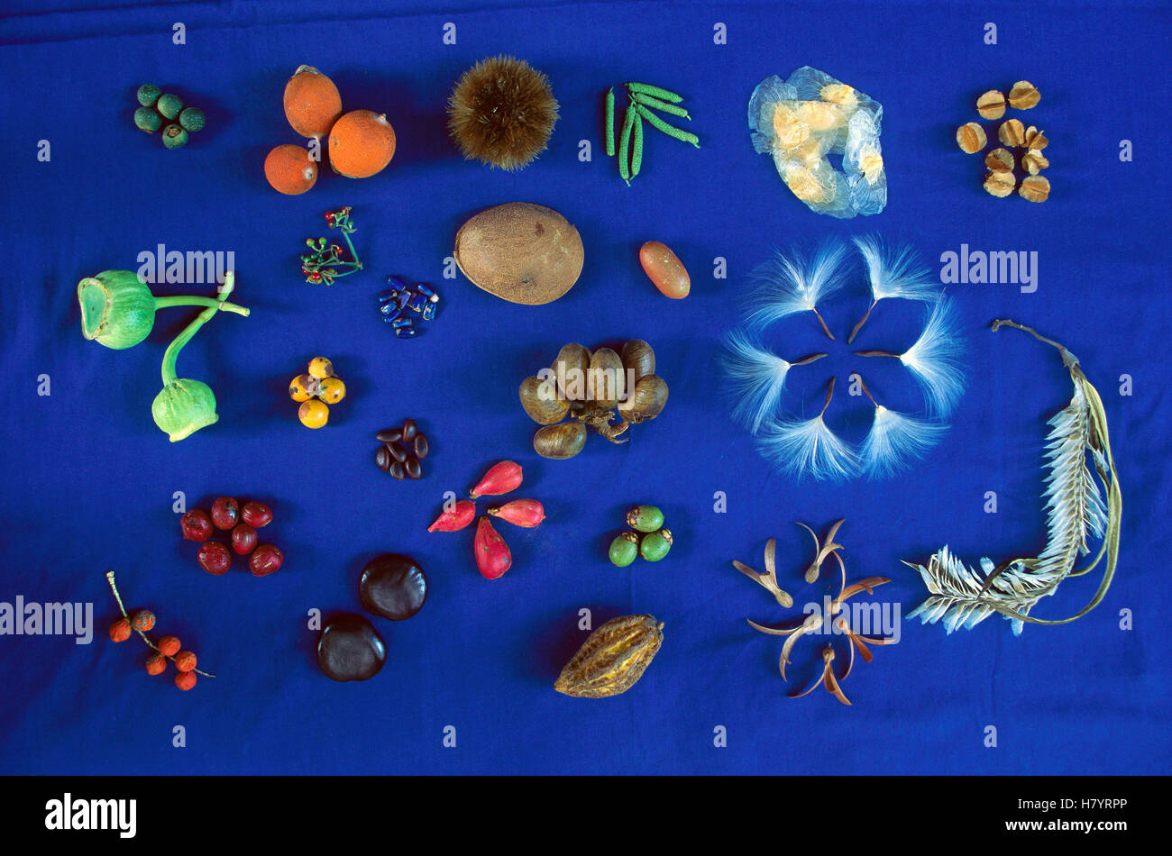 Seed diversity, Barro Colorado Island, Panama Stock Photo - Alamy