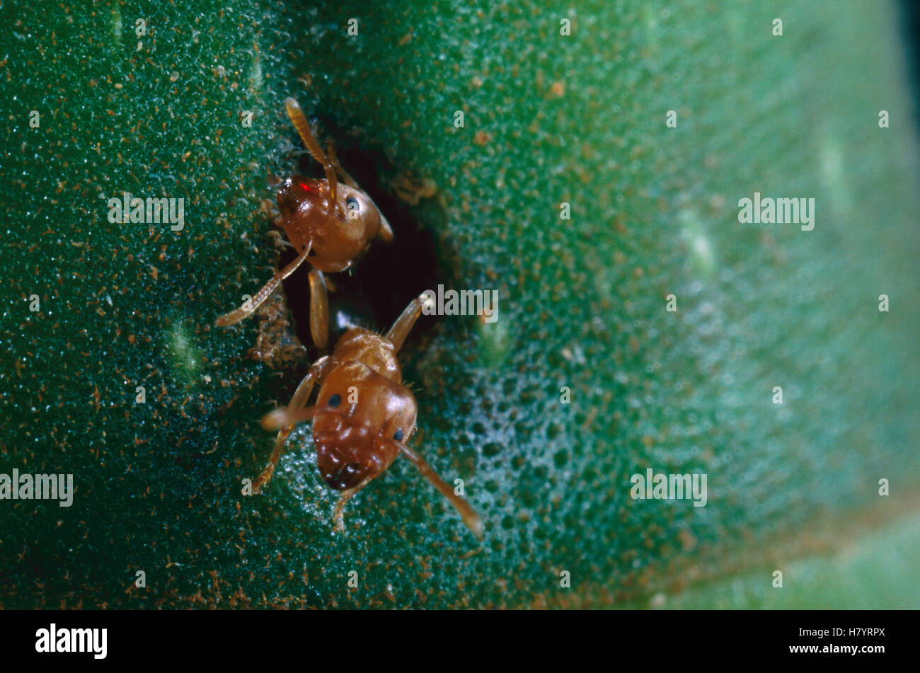 Azteca ant hi-res stock photography and images - Alamy