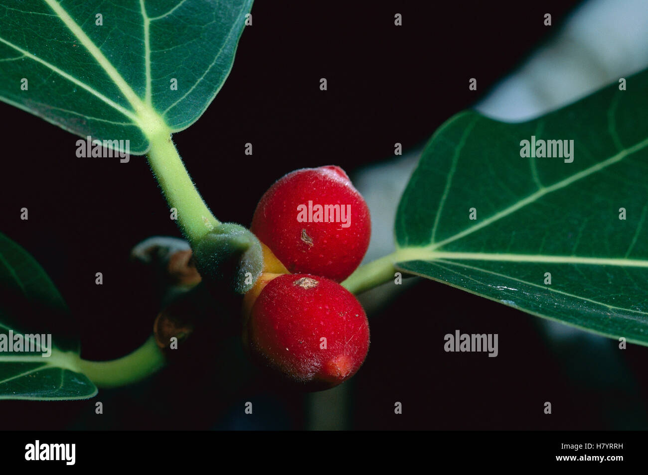 Fig (Ficus sp) fruit, Barro Colorado Island, Panama Stock Photo - Alamy