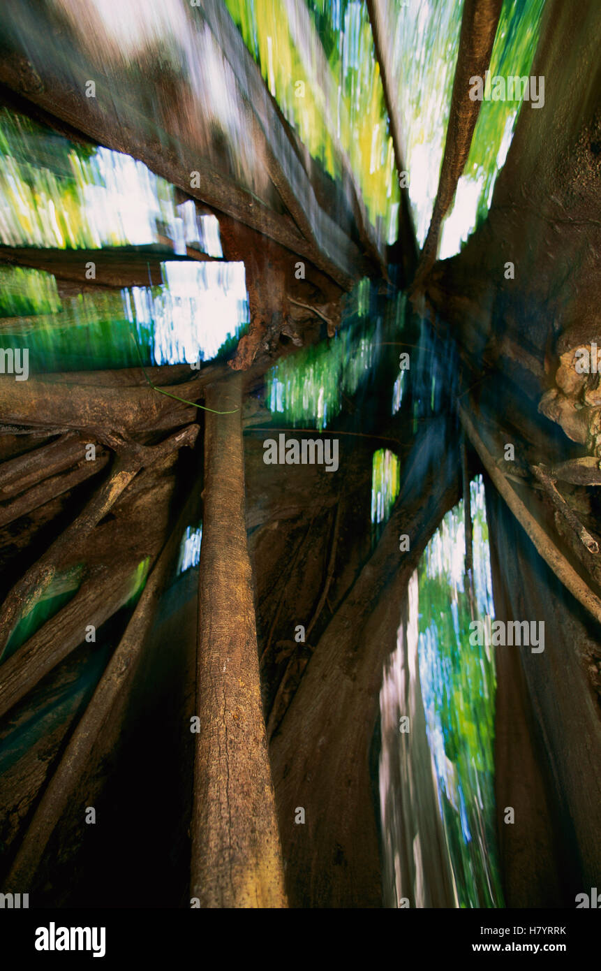 Fig (Ficus sp) tree trunks, Barro Colorado Island, Panama Stock Photo ...