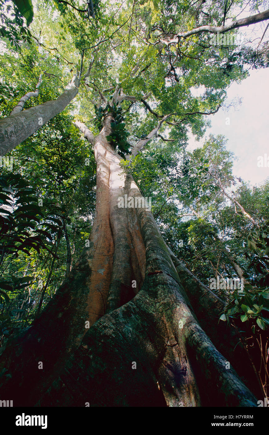 Fig (Ficus sp), Barro Colorado Island, Panama Stock Photo - Alamy