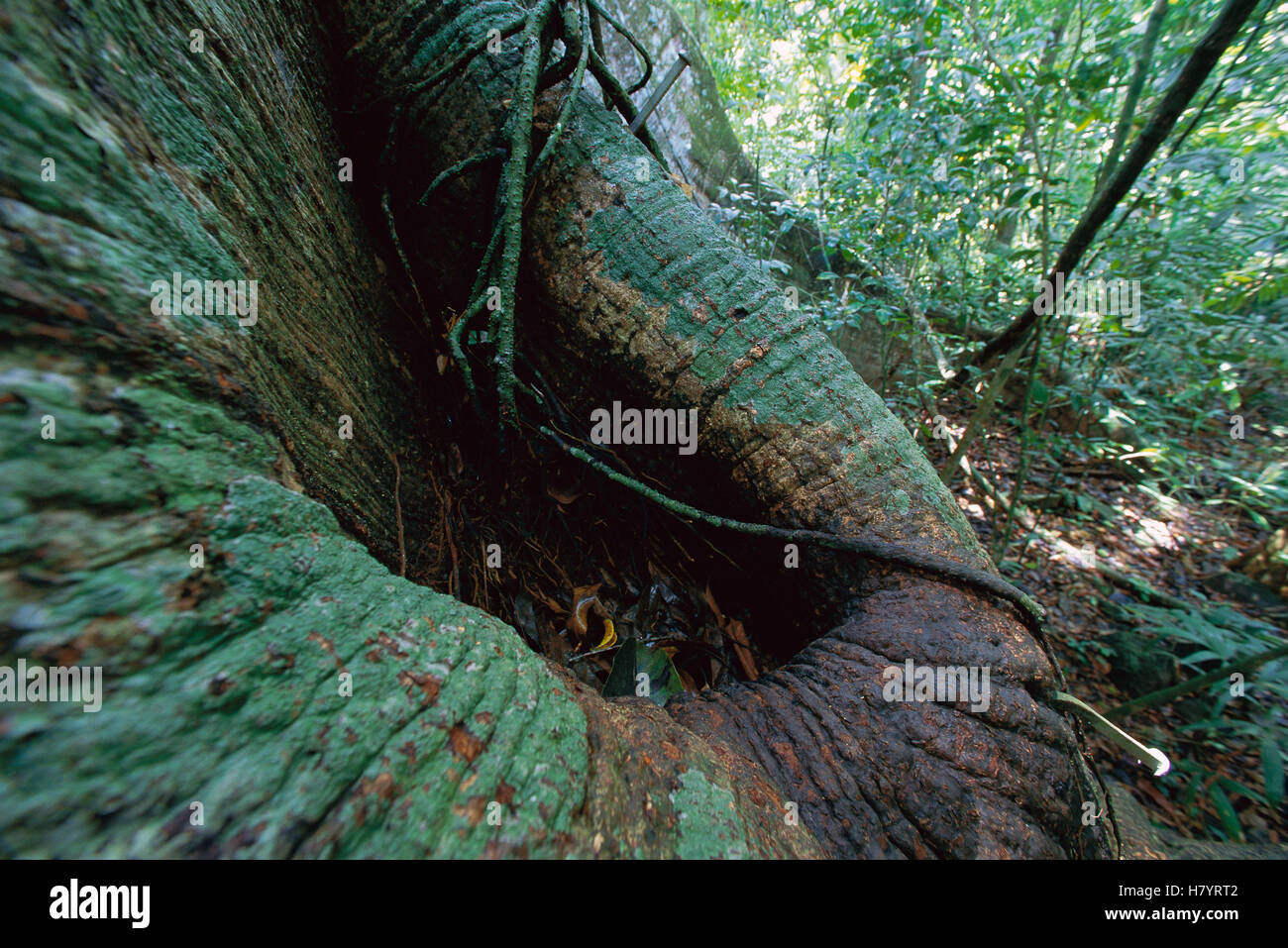 Kapok (Ceiba sp) tree with water-filled hole, Barro Colorado Island ...