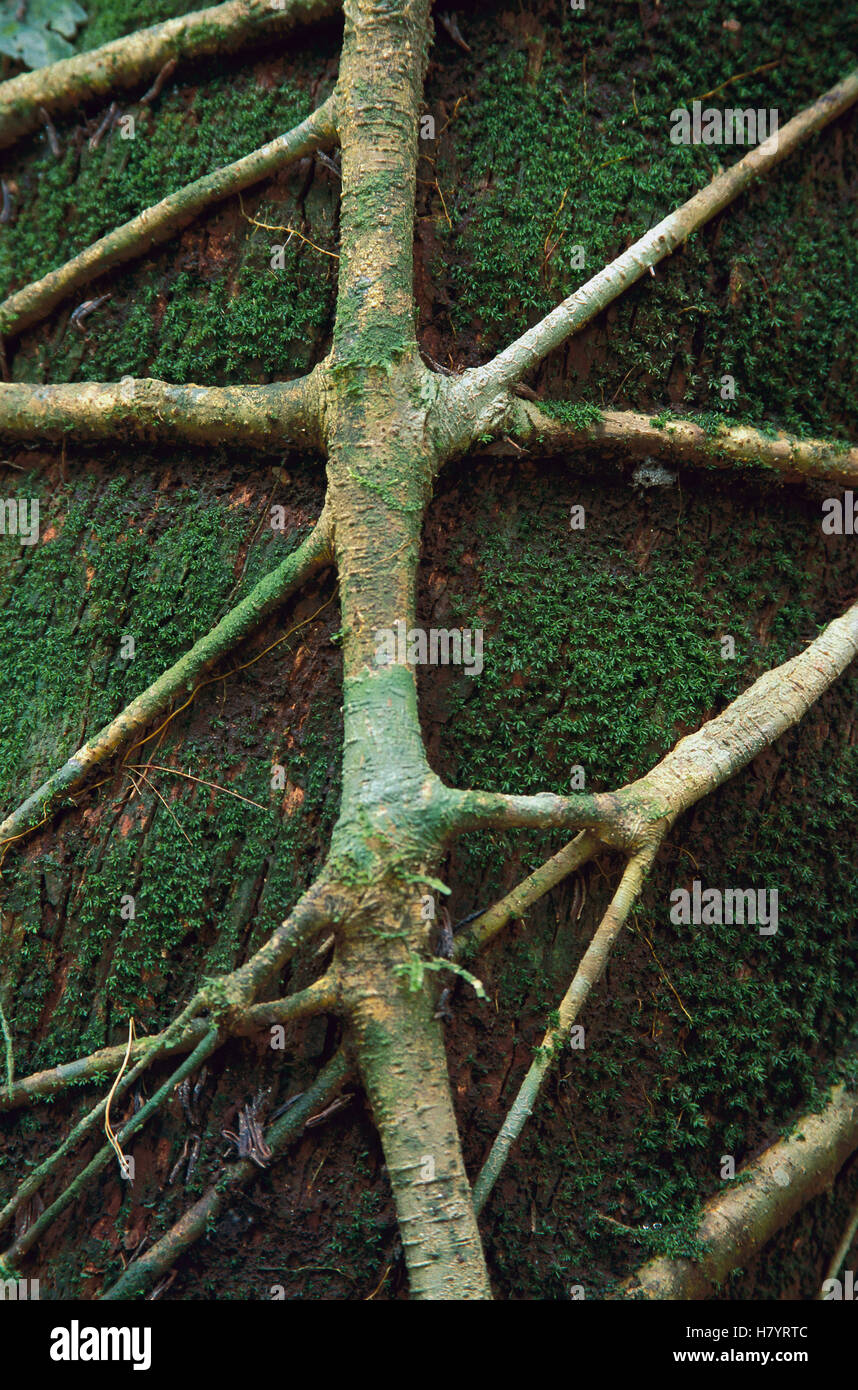 Fig (Ficus sp) root pattern on host tree, Barro Colorado Island, Panama ...