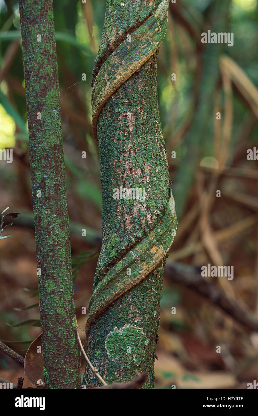 Vine main stem winds around its support, Barro Colorado Island, Panama ... Vine main stem winds around its support, Barro Colorado Island, Panama ...