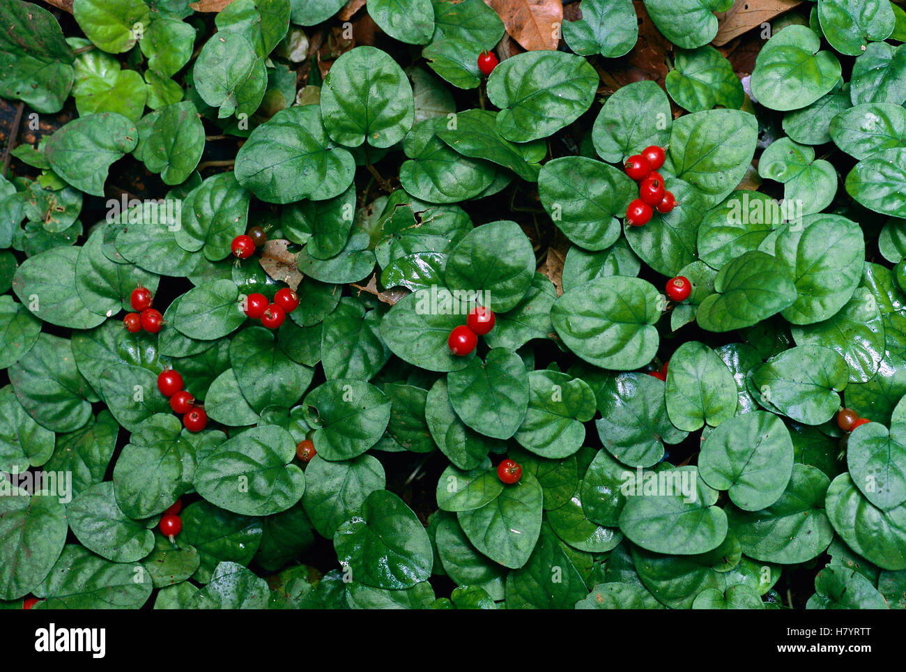 Madder (Geophila repens) fruiting, Barro Colorado Island, Panama Stock ...
