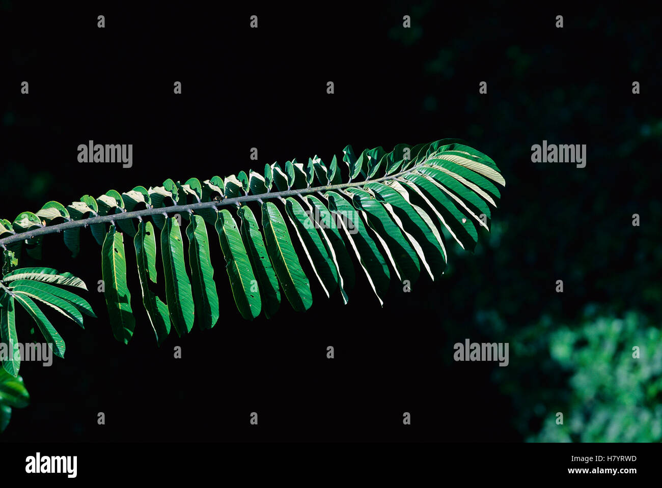 Baboonwood (Virola surinamensis) sunlit leaves, Barro Colorado Island ...