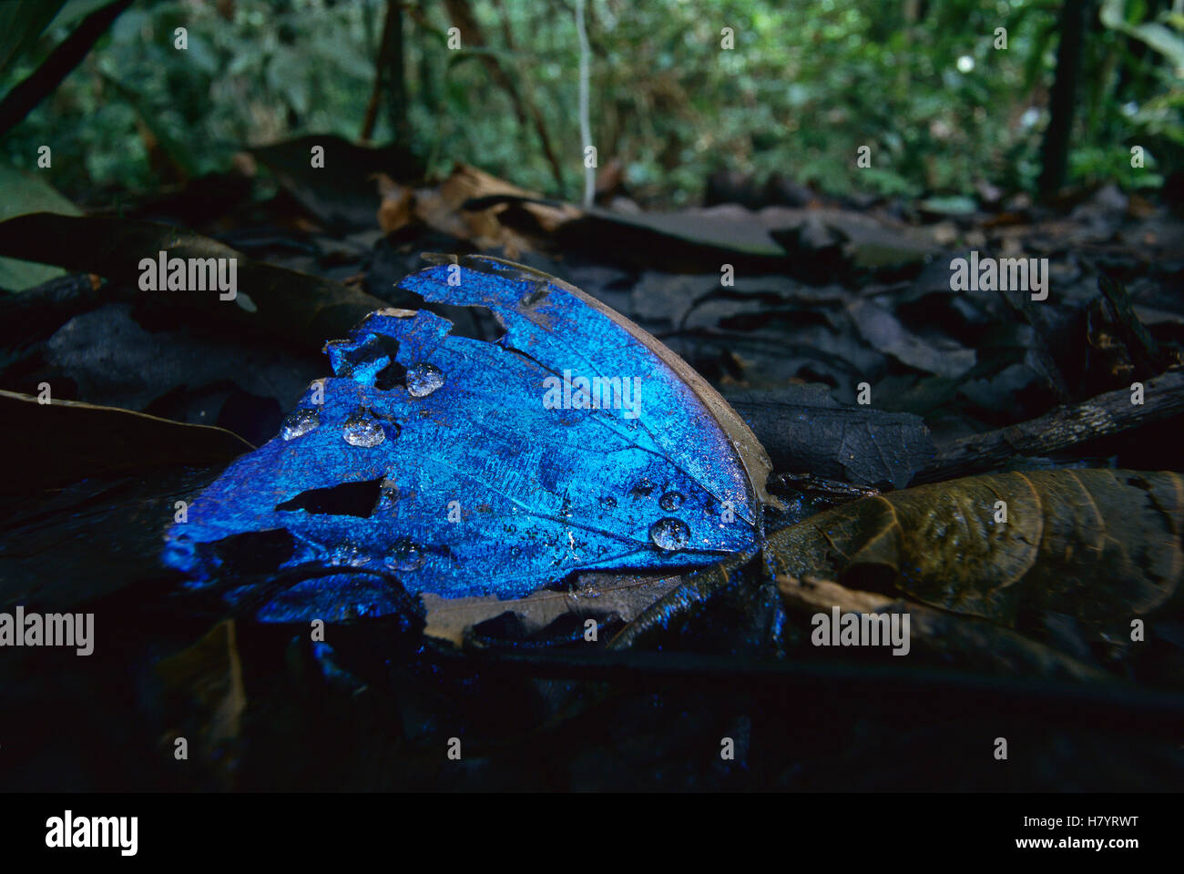 Morpho Butterfly (Morpho sp) carcass, Barro Colorado Island, Panama ...