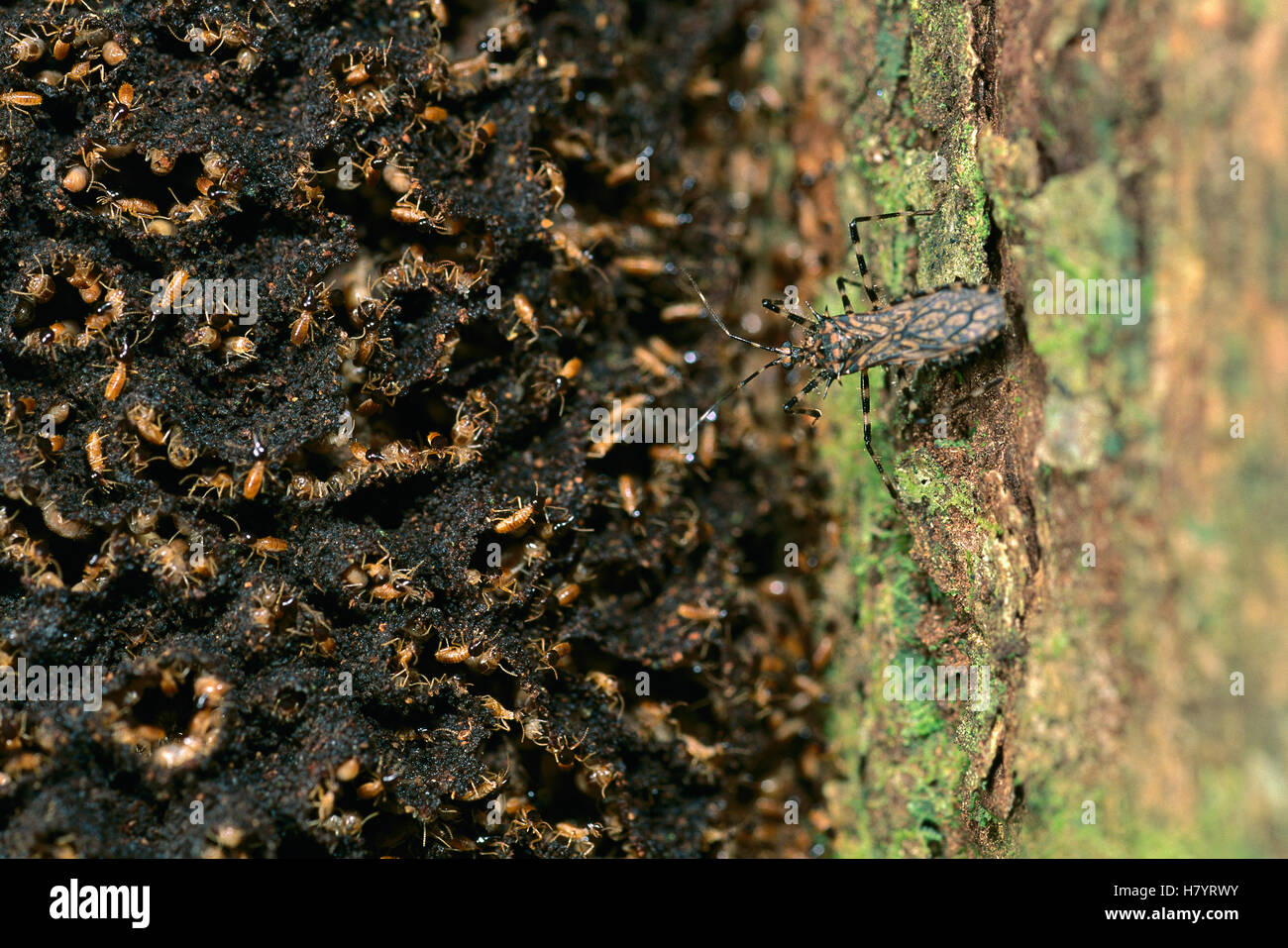 Assassin Bug (Reduviidae) waiting by an arboreal termite nest for prey ...