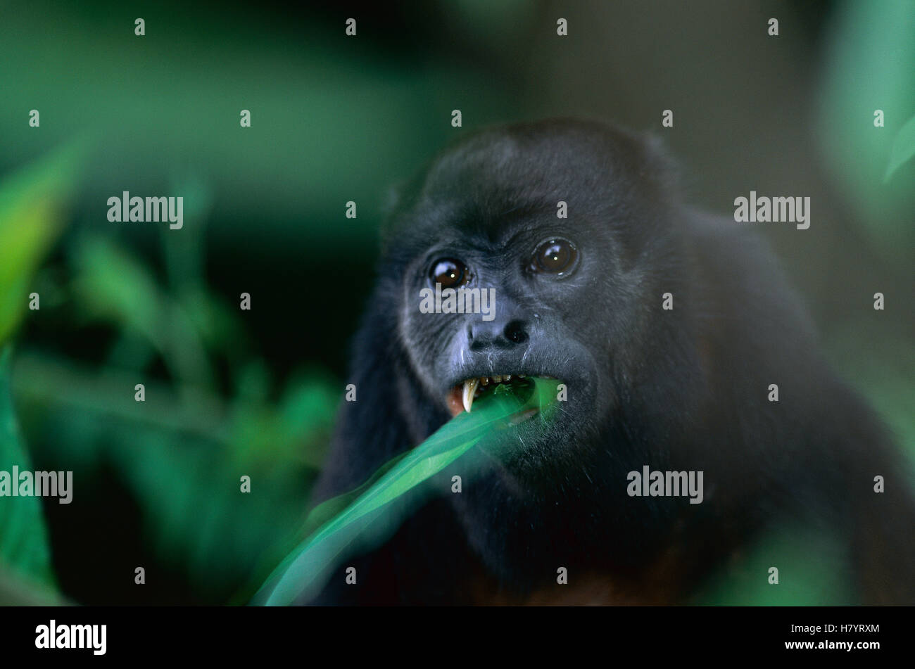 Mantled Howler Monkey (Alouatta palliata) eating leaves, Barro Colorado ...
