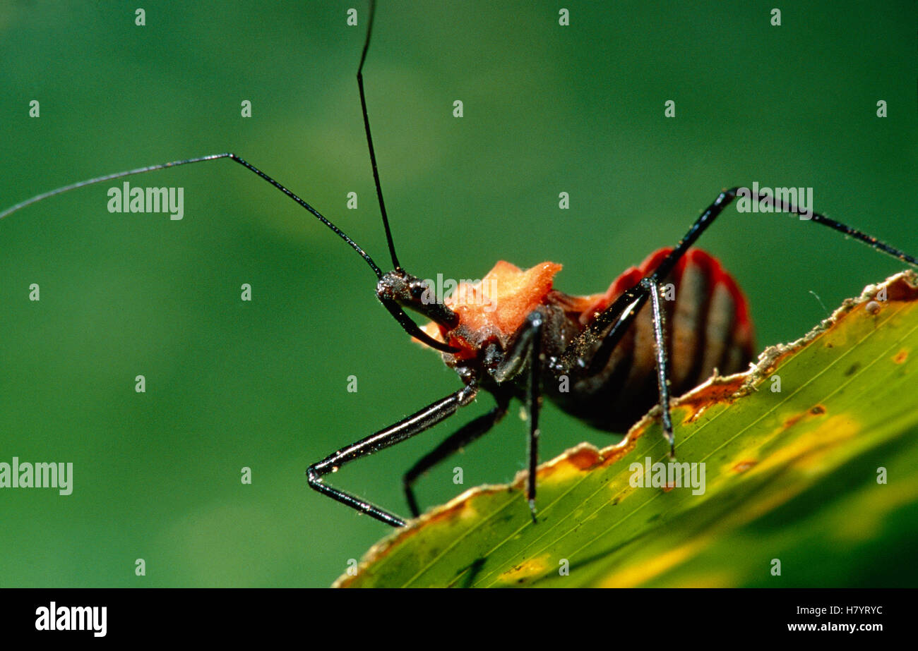 Assassin Bug (Reduviidae), Barro Colorado Island, Panama Stock Photo ...