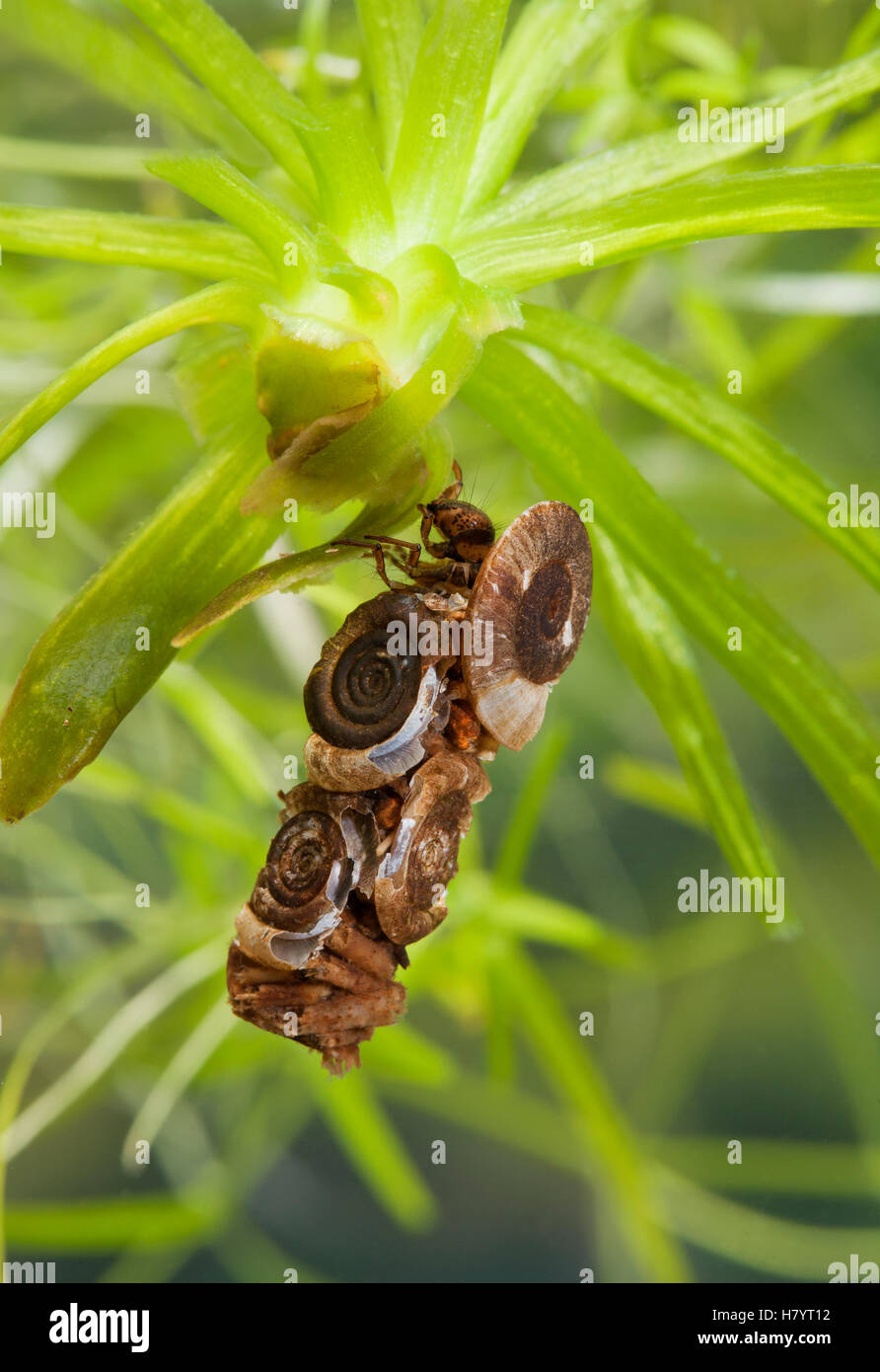 Caddis Fly (Phryganeidae) larva in case made of shells Stock Photo - Alamy