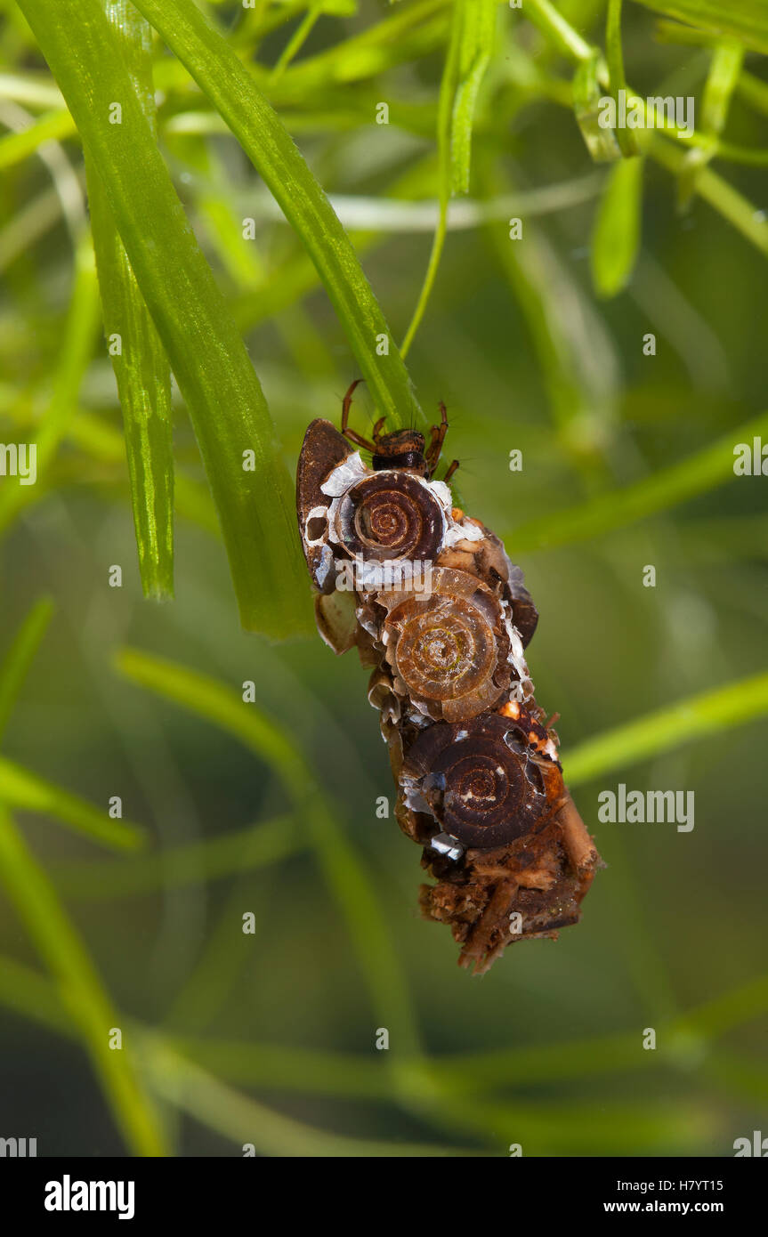 Caddis Fly (Phryganeidae) larva in case made of shells Stock Photo - Alamy