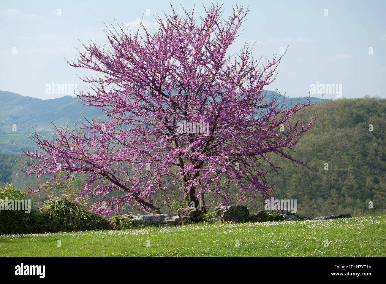 Judas Tree (Cercis siliquastrum) flowering, Umbria, Italy Stock Photo ...
