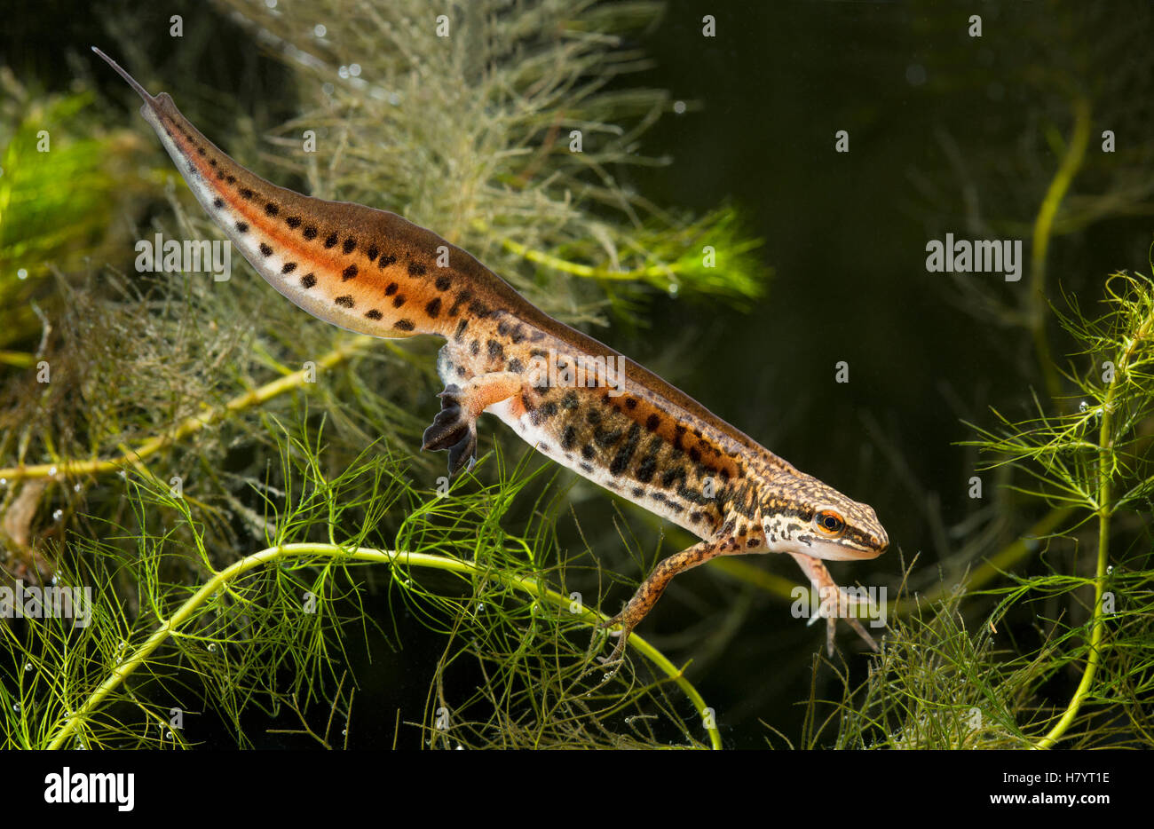 Palmate Newt (Triturus helveticus) male swimming Stock Photo - Alamy