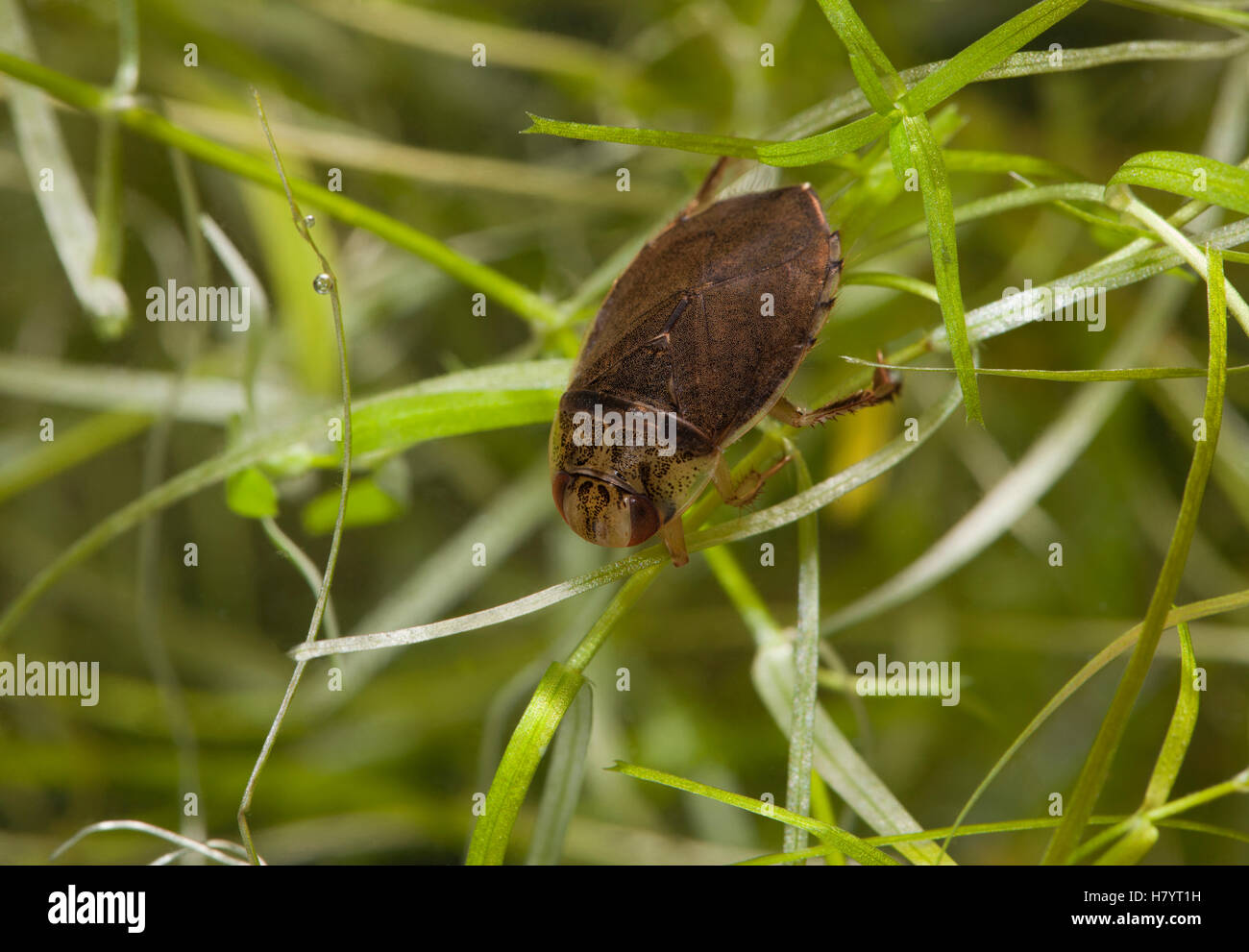Waterbug (Ilyocoris cimicoides), England Stock Photo - Alamy