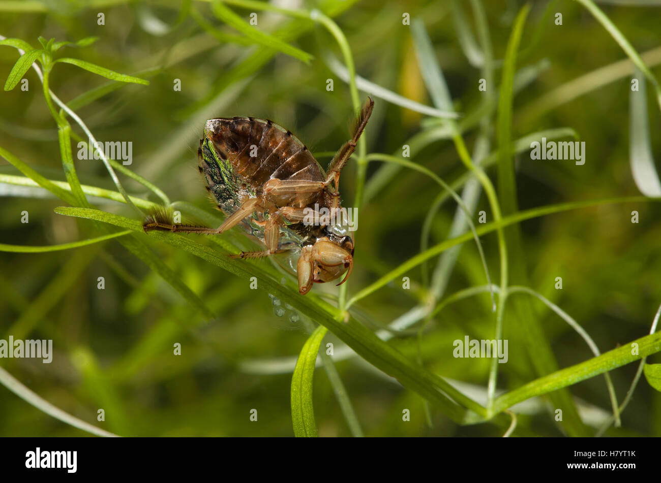 Waterbug (Ilyocoris cimicoides), England Stock Photo - Alamy