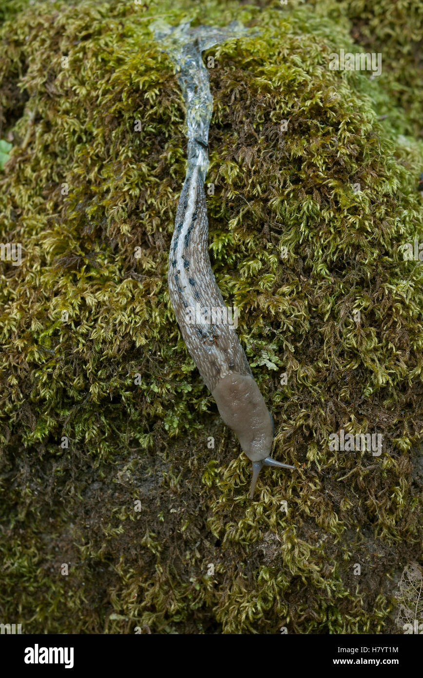 Snail leaving trail of slime hi-res stock photography and images - Alamy