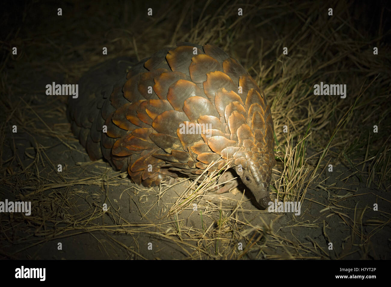 Cape Pangolin (Manis temminckii), northern Botswana Stock Photo - Alamy