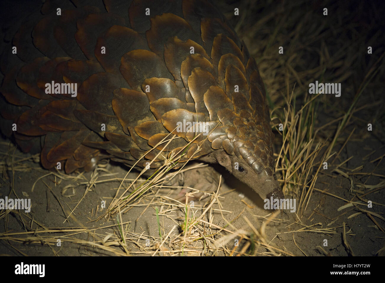Cape Pangolin (Manis temminckii), northern Botswana Stock Photo - Alamy