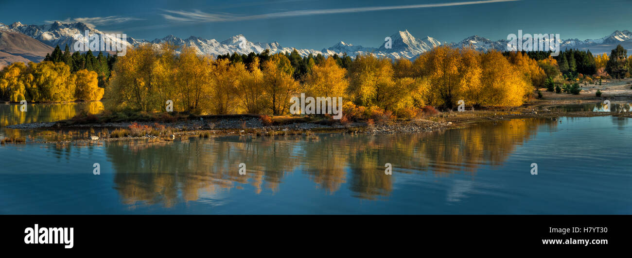 Willow (Salix sp) trees in fall colors with Lake Pukaki and Mount Cook ...