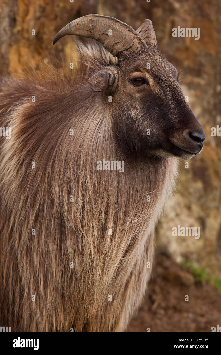 Himalayan Tahr (Hemitragus jemlahicus) male, Westland National Park ...