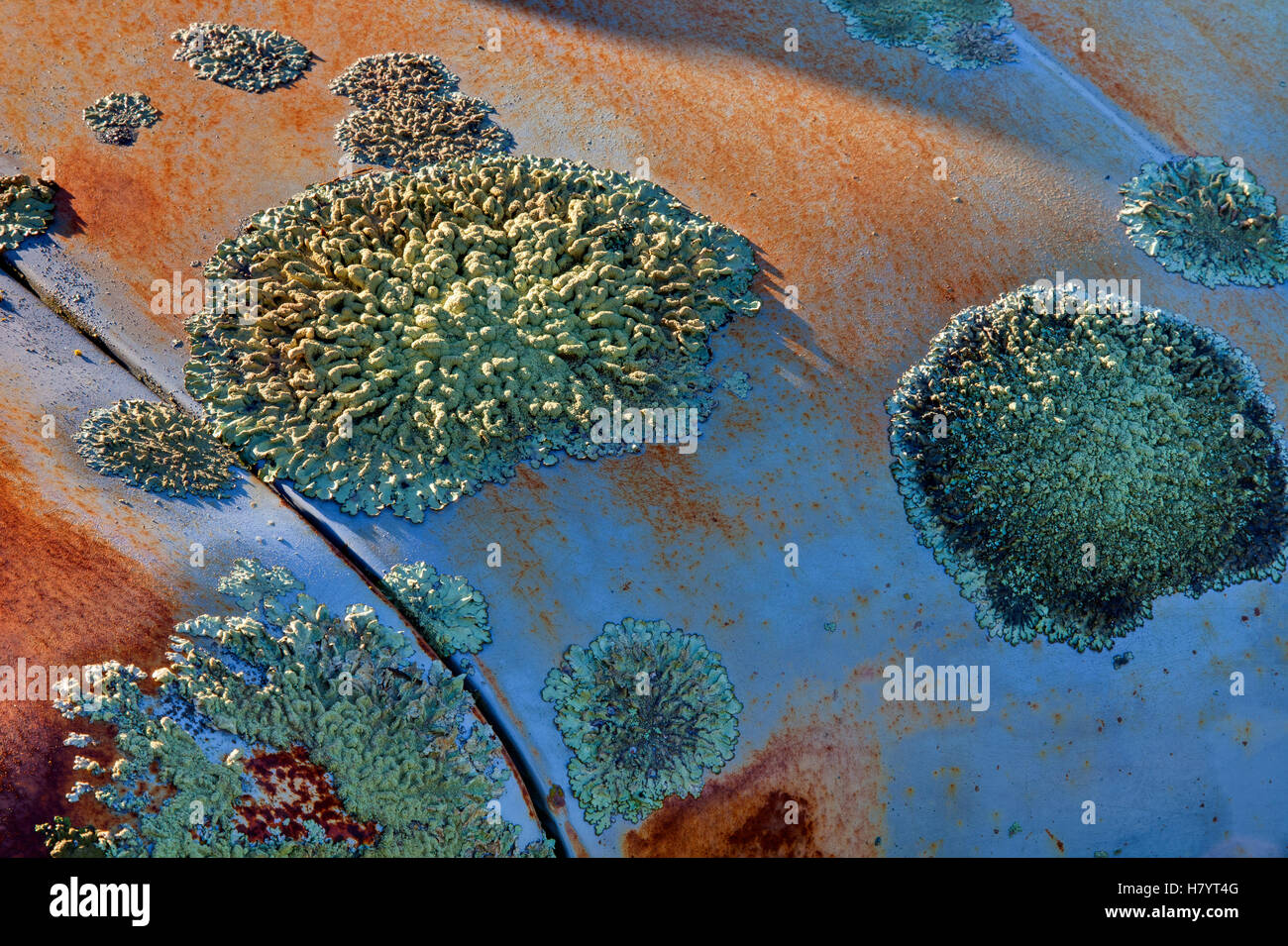 Abandoned car covered in lichen and rust, Canterbury, New Zealand Stock ...
