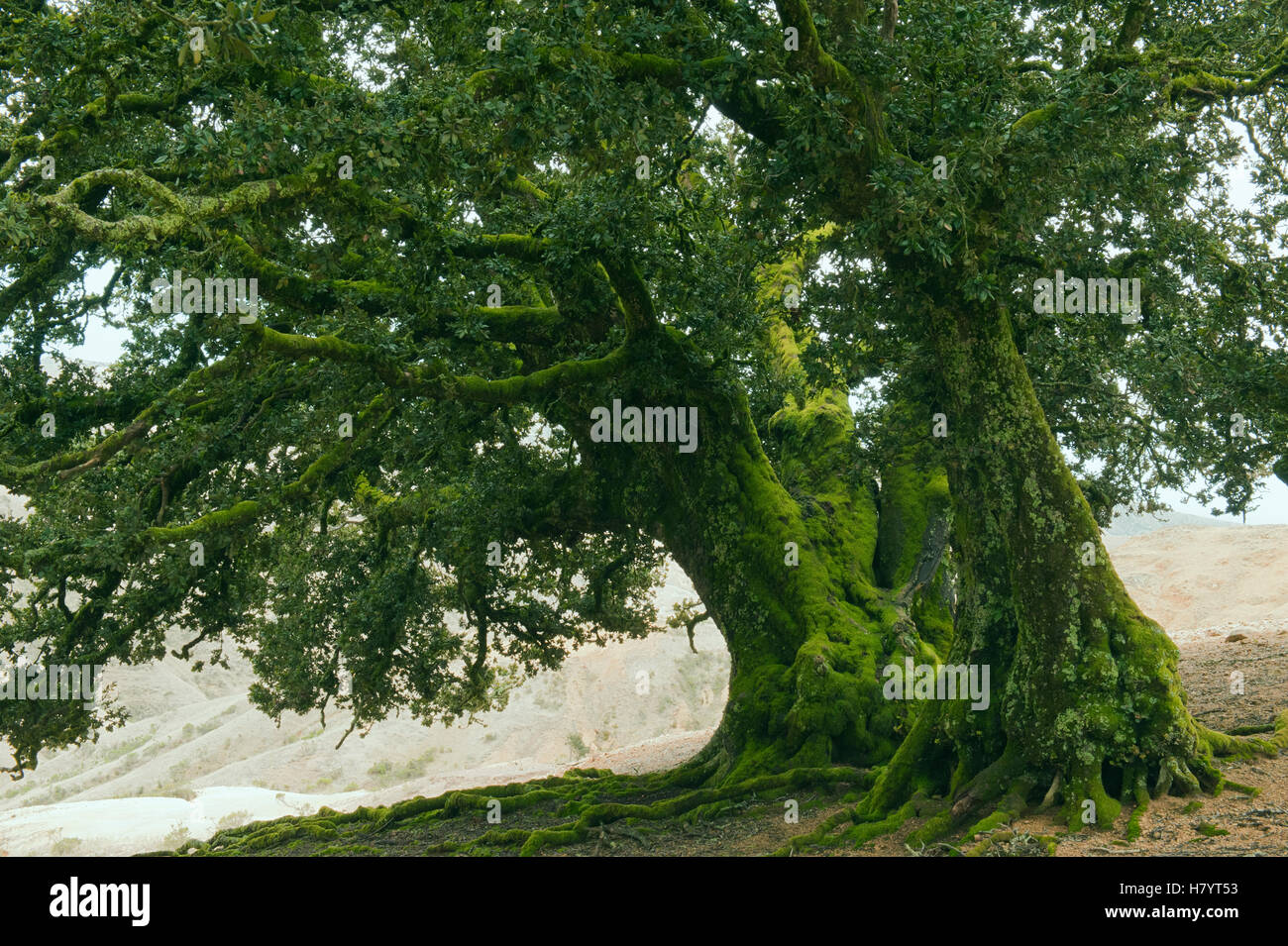 Island Oak (Quercus tomentella) trees, Santa Rosa Island, Channel ...