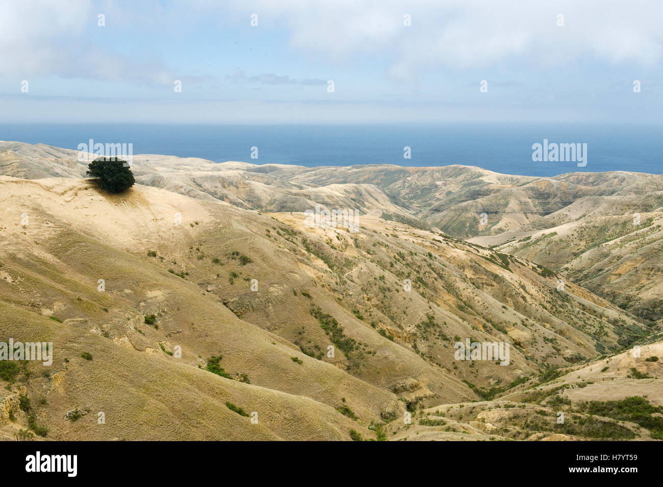 Island Oak (Quercus tomentella) on hillside, Santa Rosa Island, Channel ...