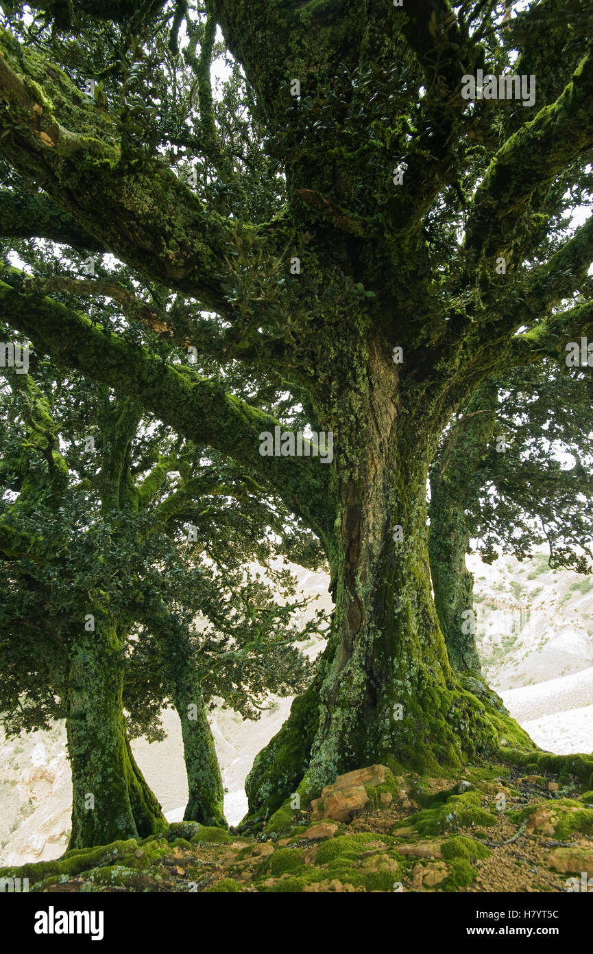 Island Oak (Quercus tomentella) trees covered with moss, Santa Rosa ...