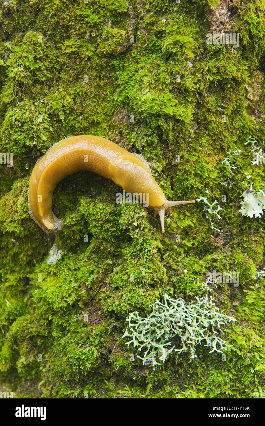 Banana Slug (Ariolimax columbianus) on trunk of Island Oak (Quercus ...