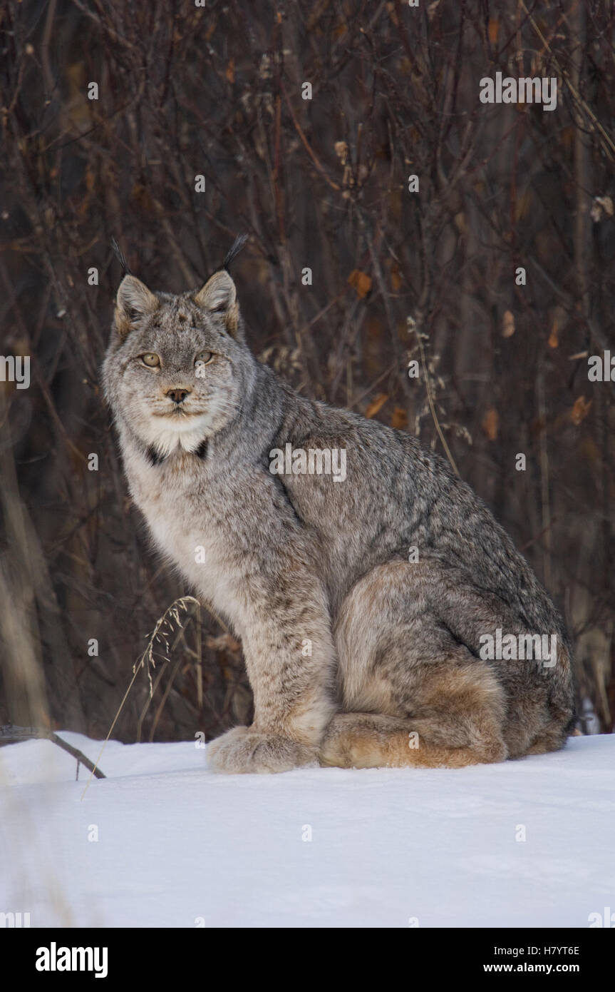 Canada Lynx (Lynx canadensis) on snow, Alaska Stock Photo - Alamy