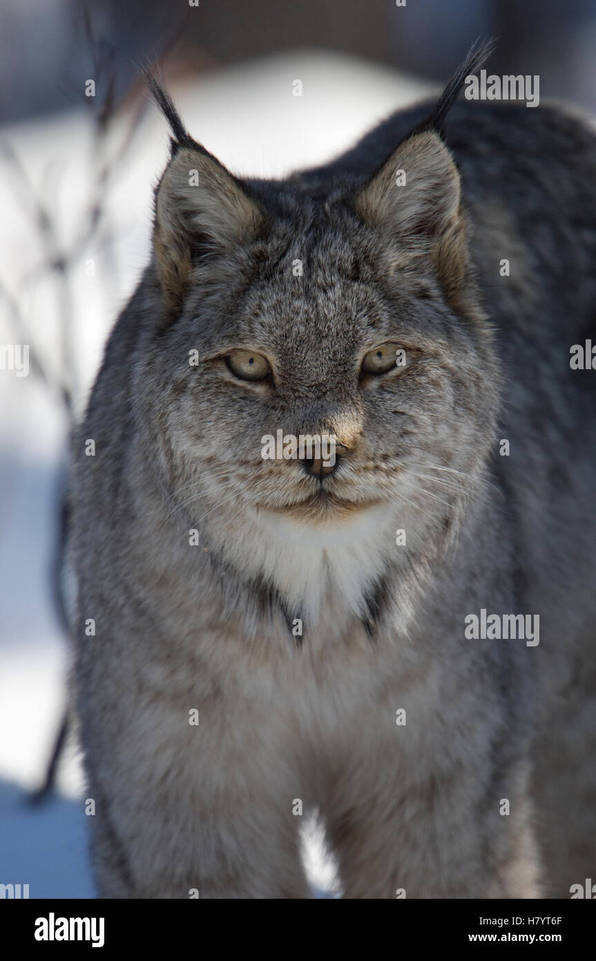 Canada Lynx (Lynx canadensis), Alaska Stock Photo - Alamy