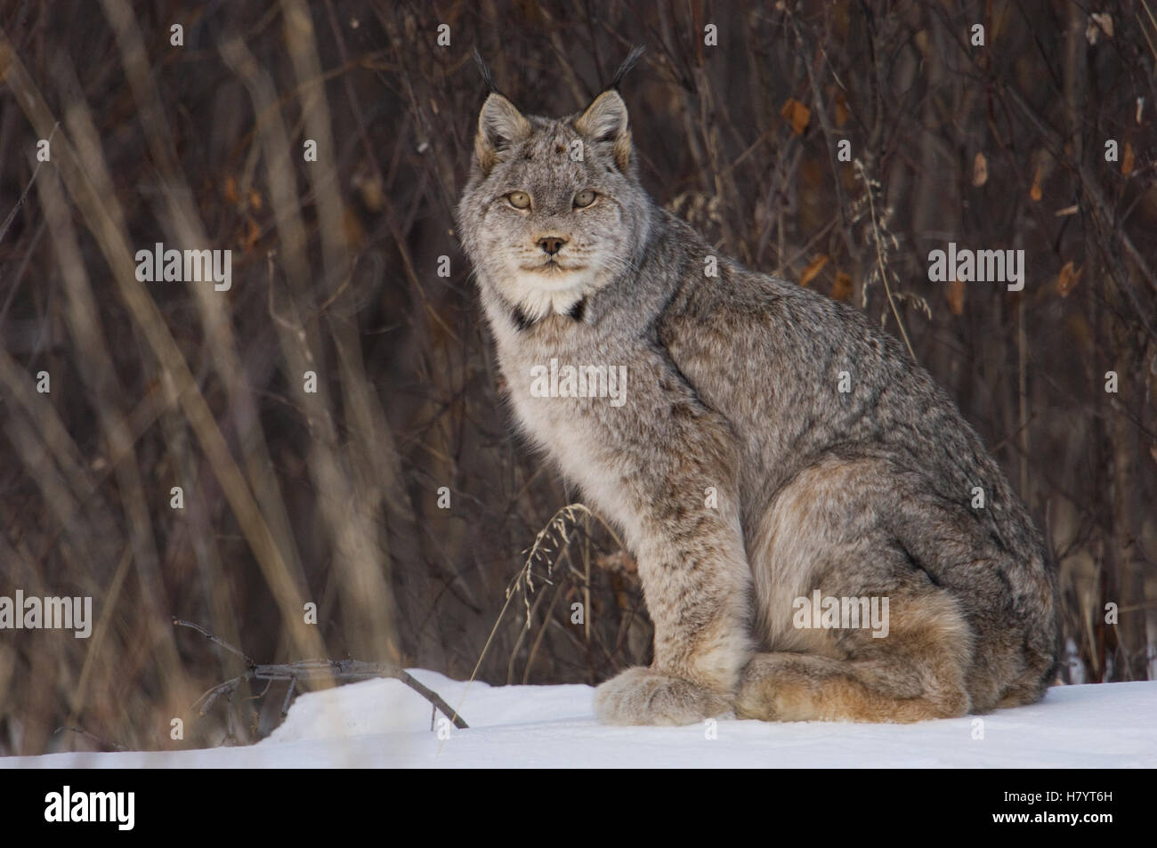 Canada Lynx (Lynx canadensis) on snow, Alaska Stock Photo - Alamy