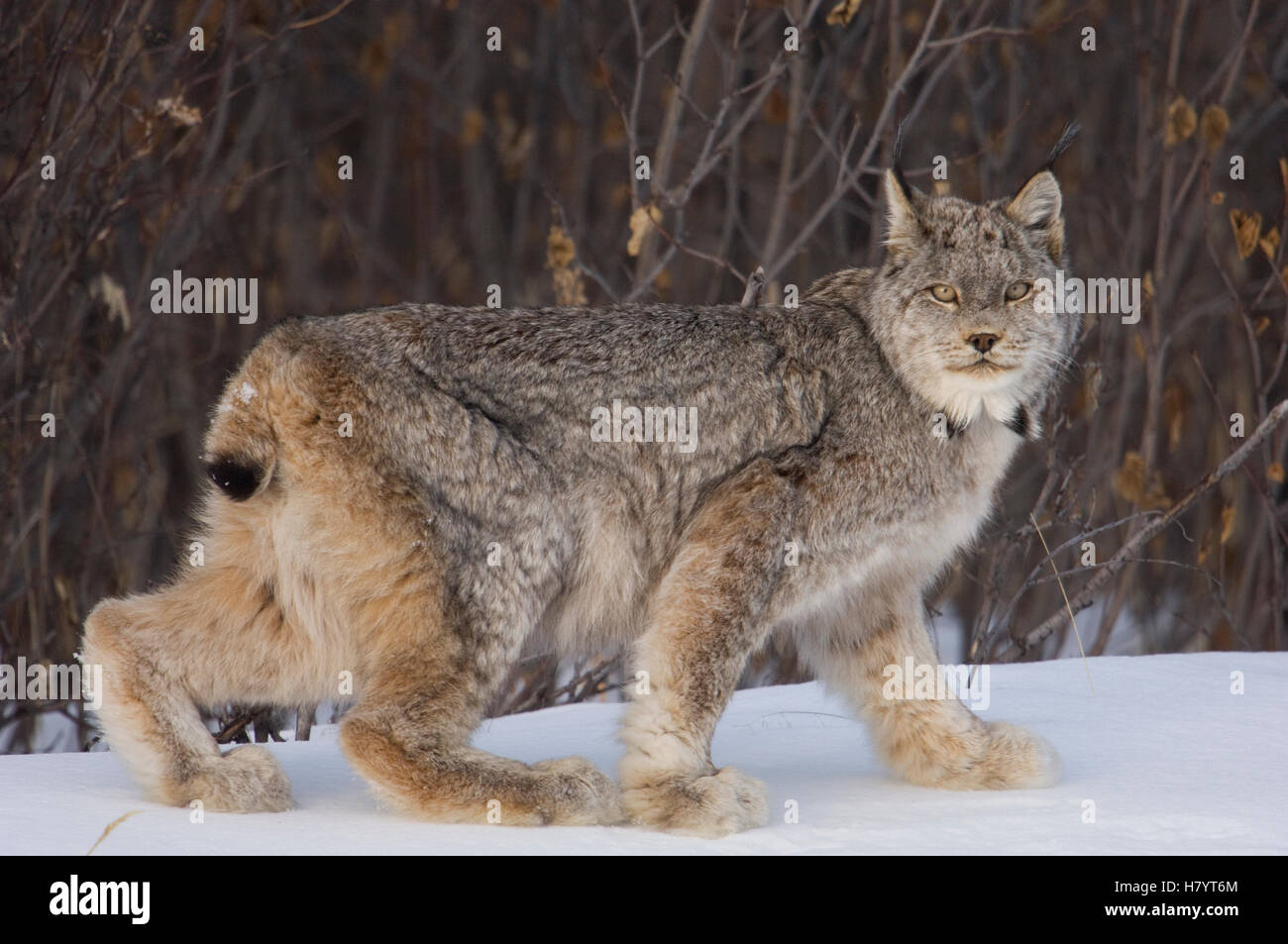 Canada Lynx (Lynx canadensis) on snow, Alaska Stock Photo - Alamy