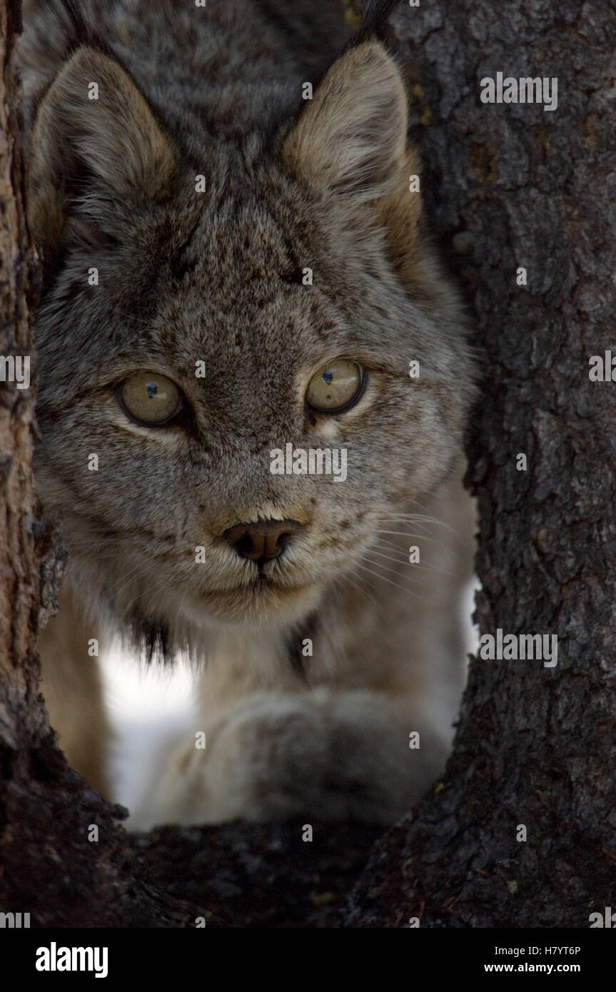 Canada Lynx (Lynx canadensis), Alaska Stock Photo - Alamy