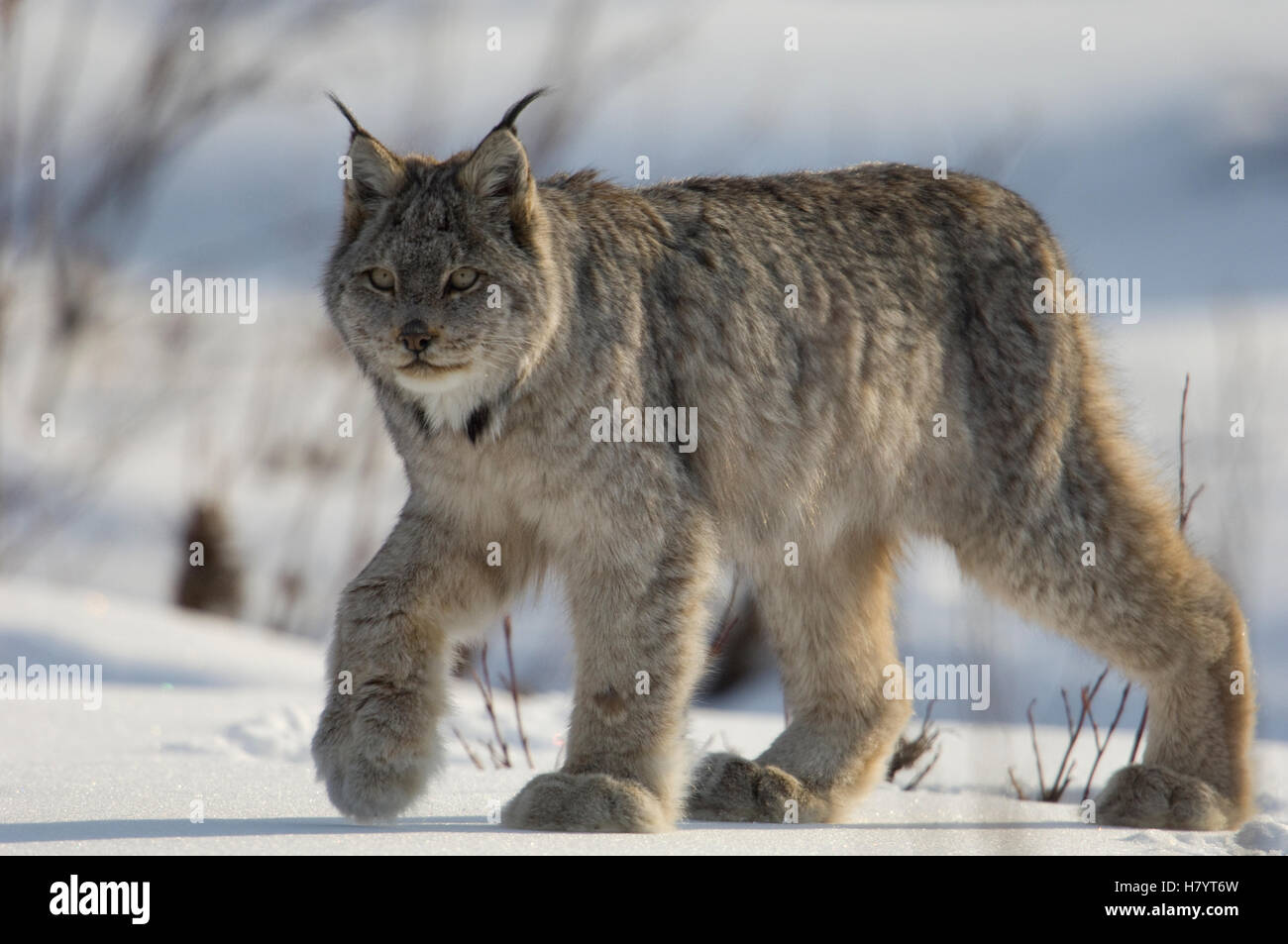 Canada Lynx (Lynx canadensis) walking on snow, Alaska Stock Photo - Alamy
