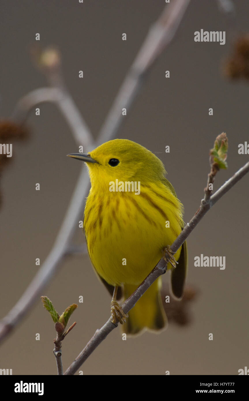 Yellow Warbler (Setophaga petechia) male, Alaska Stock Photo - Alamy