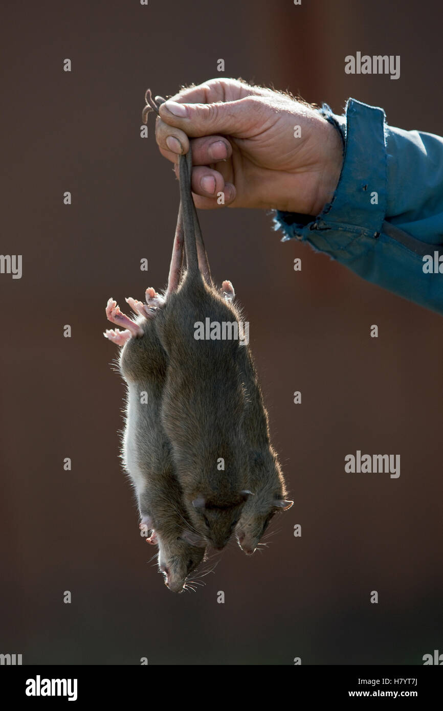Georgia invasive species hi-res stock photography and images - Alamy