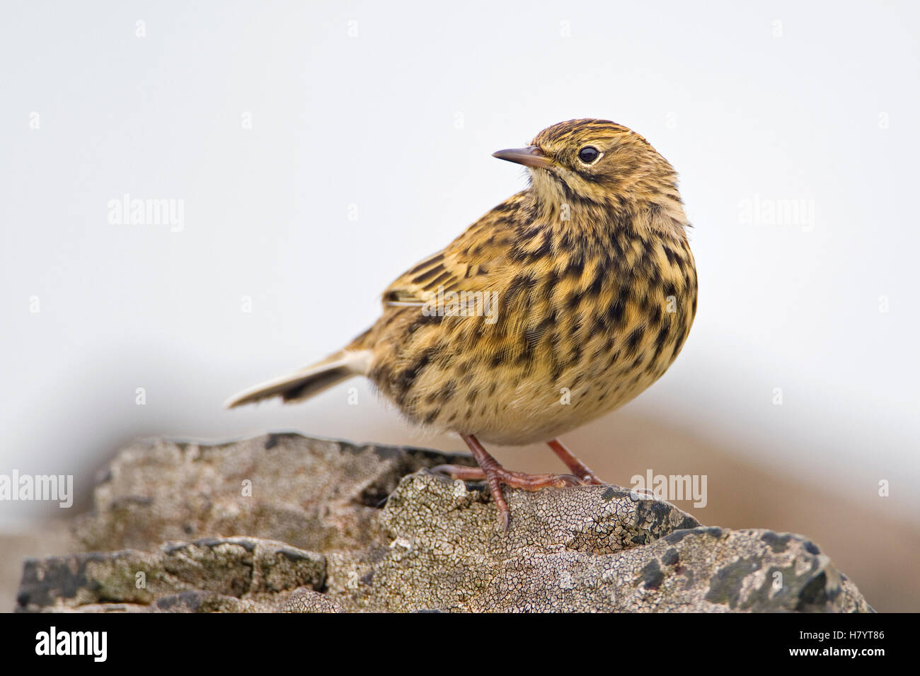 South Georgia Pipit (Anthus antarcticus), Prion Island, South Georgia ...