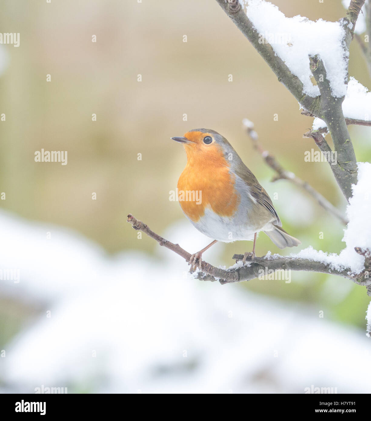 Robin bird snow hi-res stock photography and images - Alamy