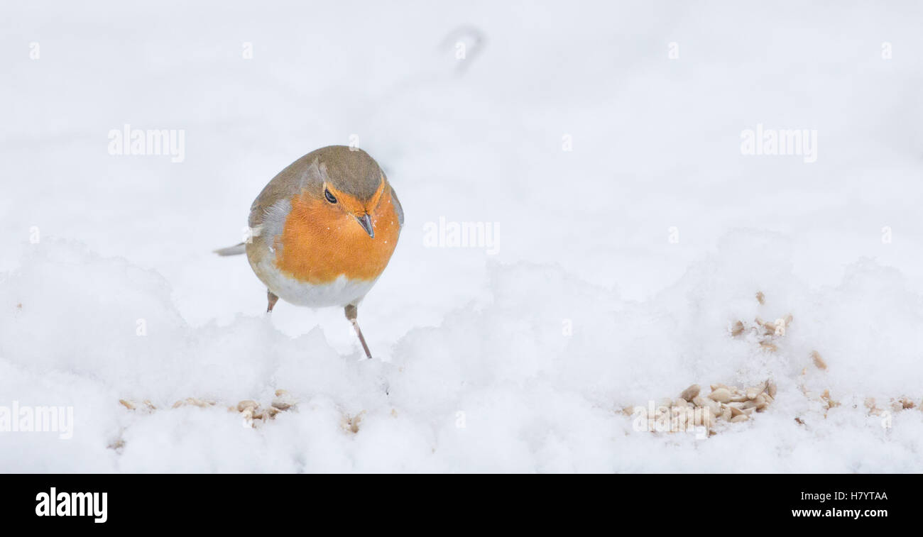 Robin in snow hi-res stock photography and images - Alamy