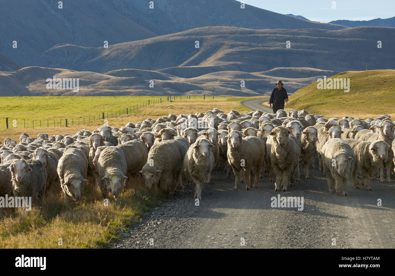 Domestic Sheep (Ovis aries) herded by shepherd along gravel road in ...