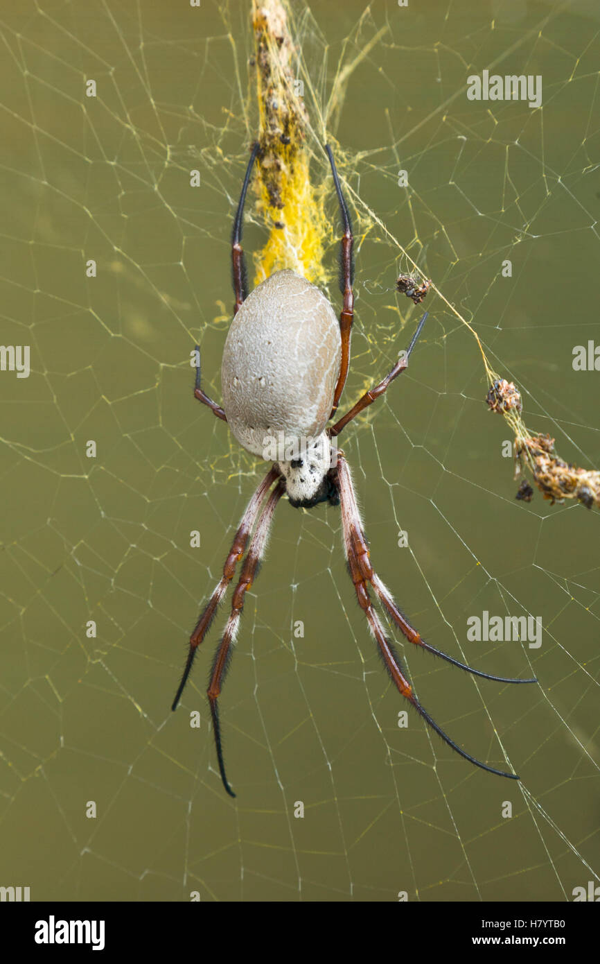Orb-weaver Spider (Araneidae) on web, Maldon, Victoria, Australia Stock ...
