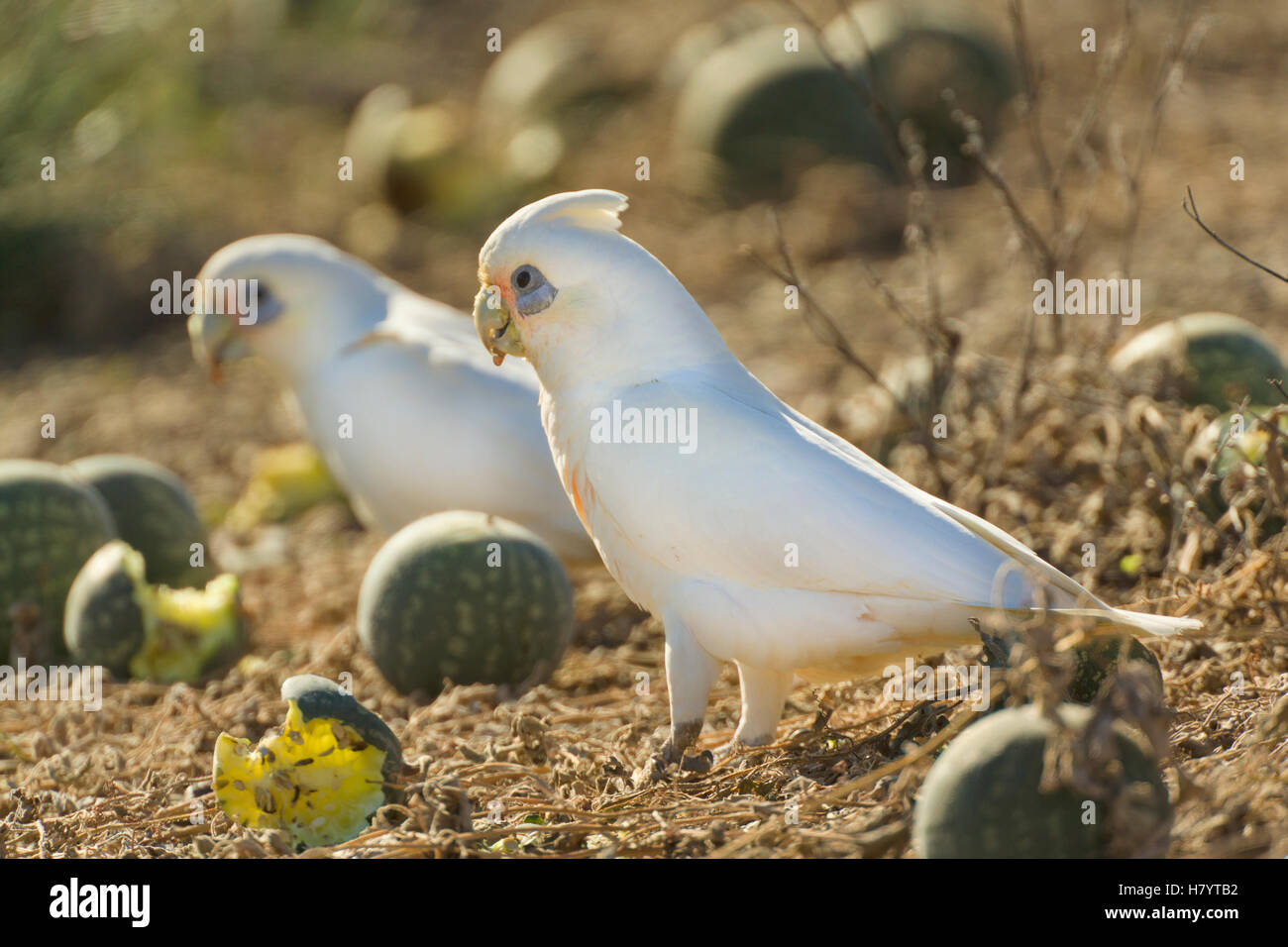 Little Corella (Cacatua sanguinea) pair feeding on fallen fruit ...