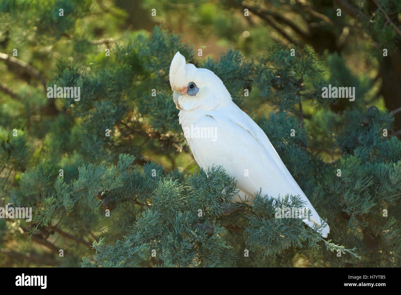 Little Corella (Cacatua sanguinea), Flinders Ranges National Park ...