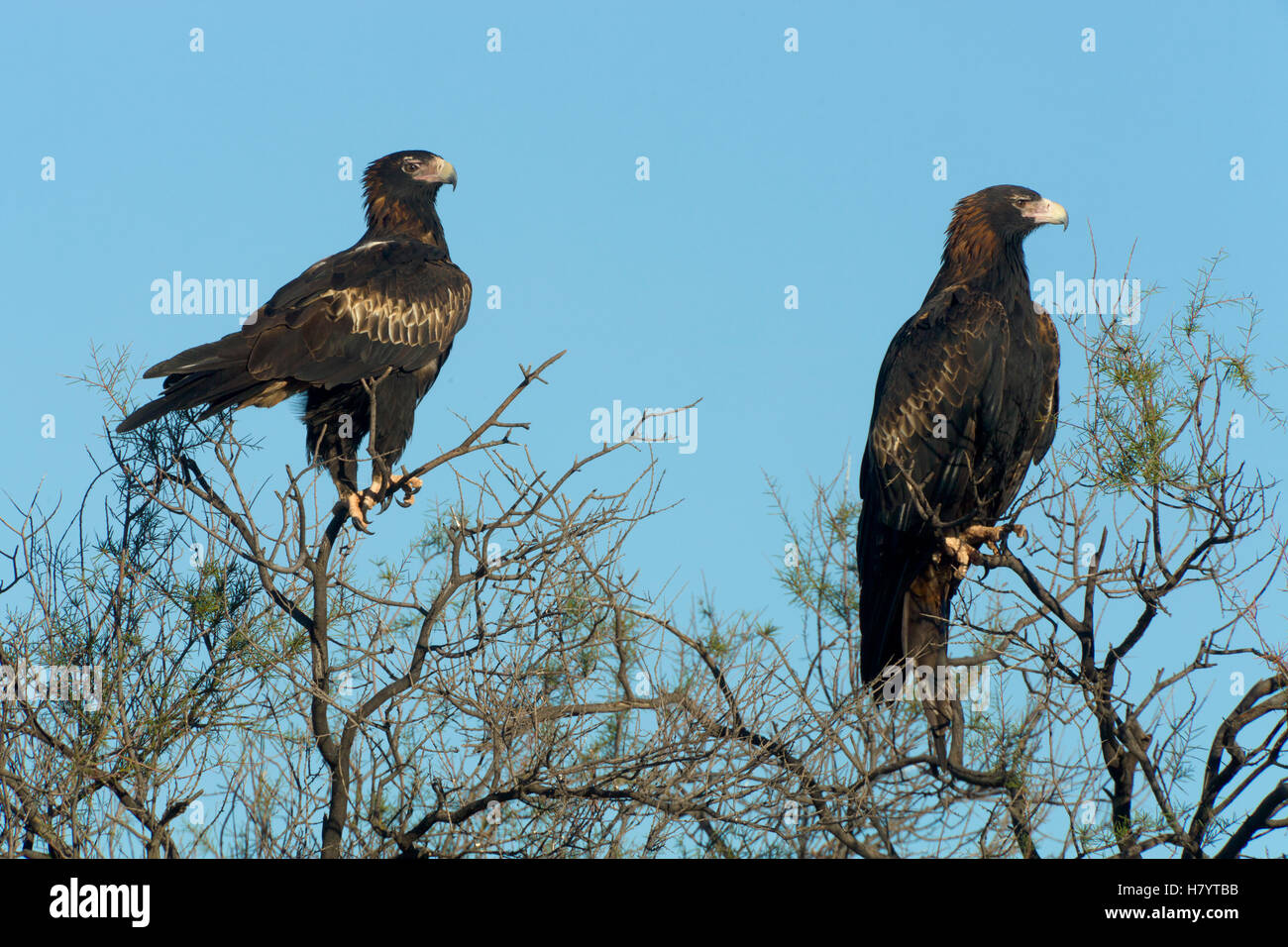 Wedge-tailed Eagle (Aquila audax) pair, Northern Territory, Australia ...