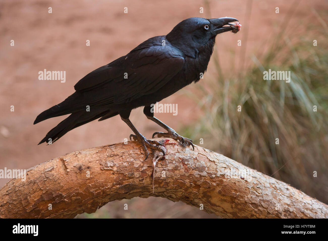 Torresian Crow (Corvus orru) eating mouse, Uluru-kata Tjuta National ...