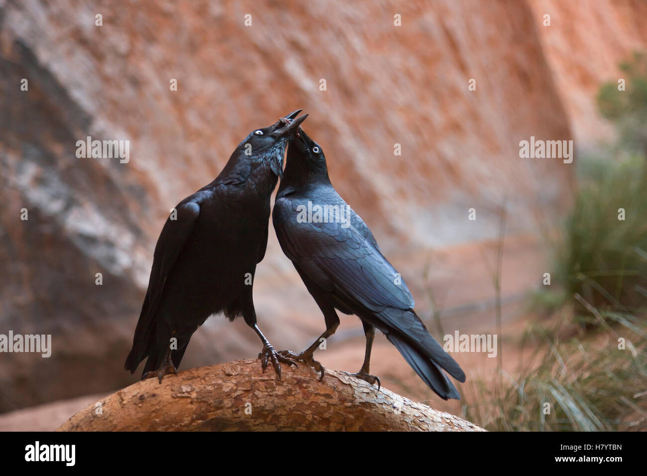 Torresian Crow (Corvus orru) pair billing, Uluru-kata Tjuta National ...