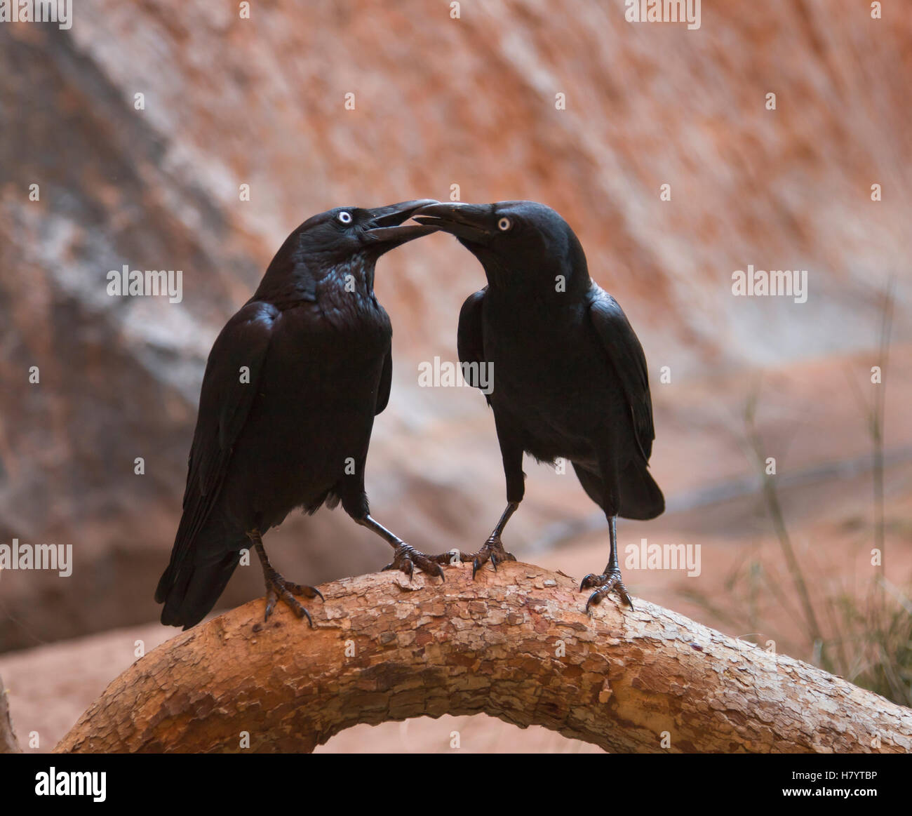 Torresian Crow (Corvus orru) pair billing, Uluru-kata Tjuta National ...