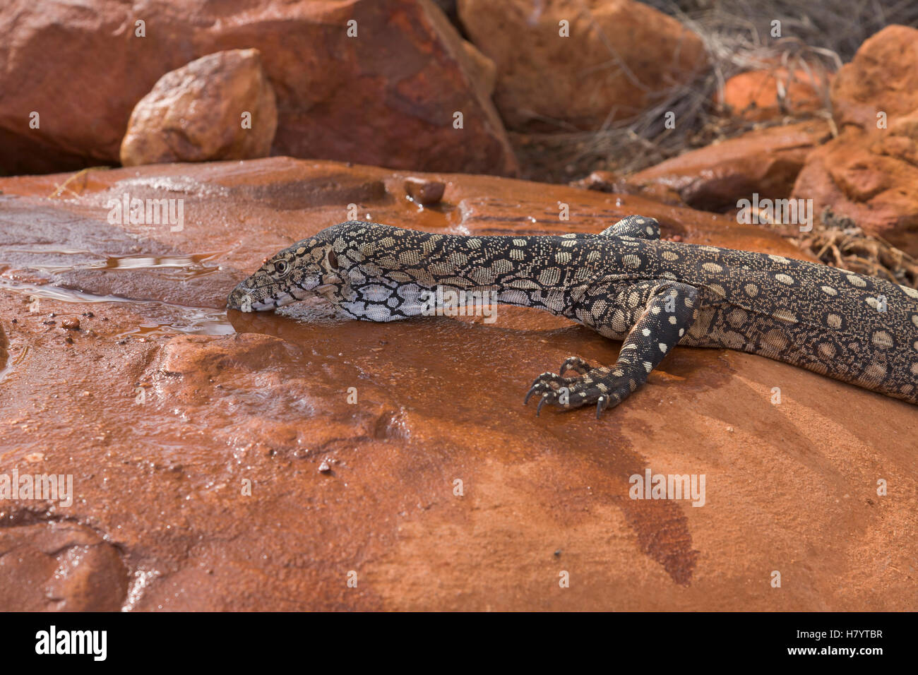 Giant Monitor Lizard (Varanus giganteus) drinking from puddle, Watarrka ...